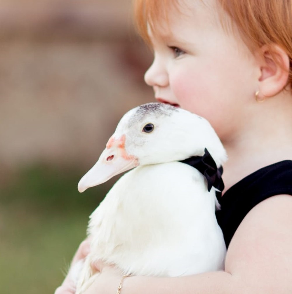 Pato vira bicho de estimação e faz ensaio fotográfico com bebê ...
